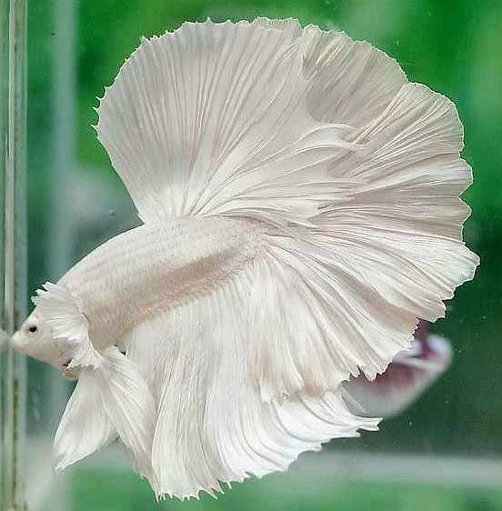 Crown Tail (CT) Betta